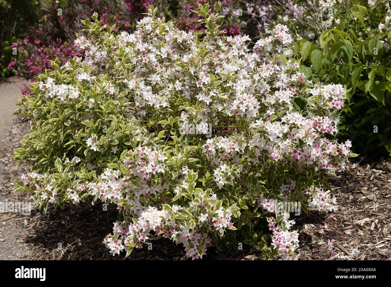 Weigela Florida 'Variegata' Stock Photo - Alamy