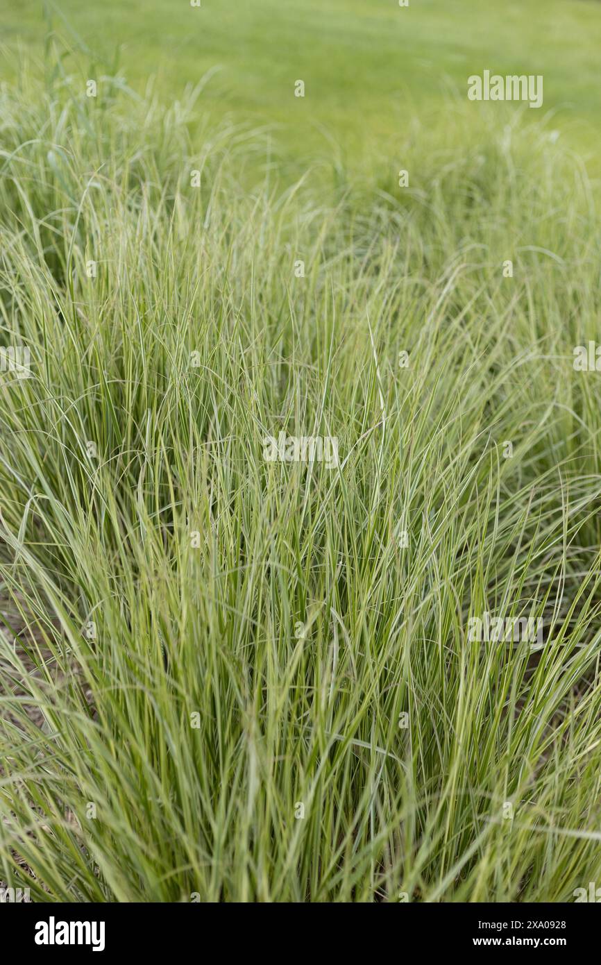 Calamagrostis x acutiflora feather reed grass 'lightning strike' Stock ...