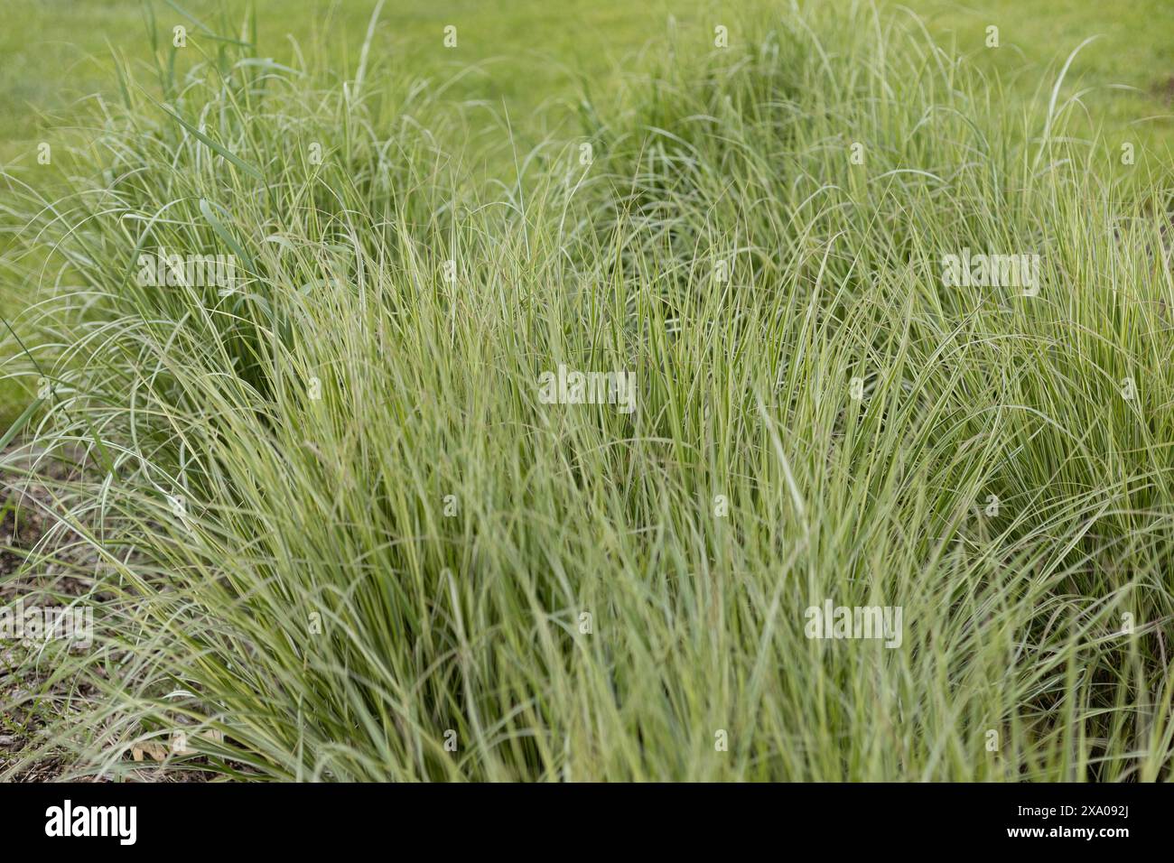 Calamagrostis x acutiflora feather reed grass 'lightning strike' Stock ...