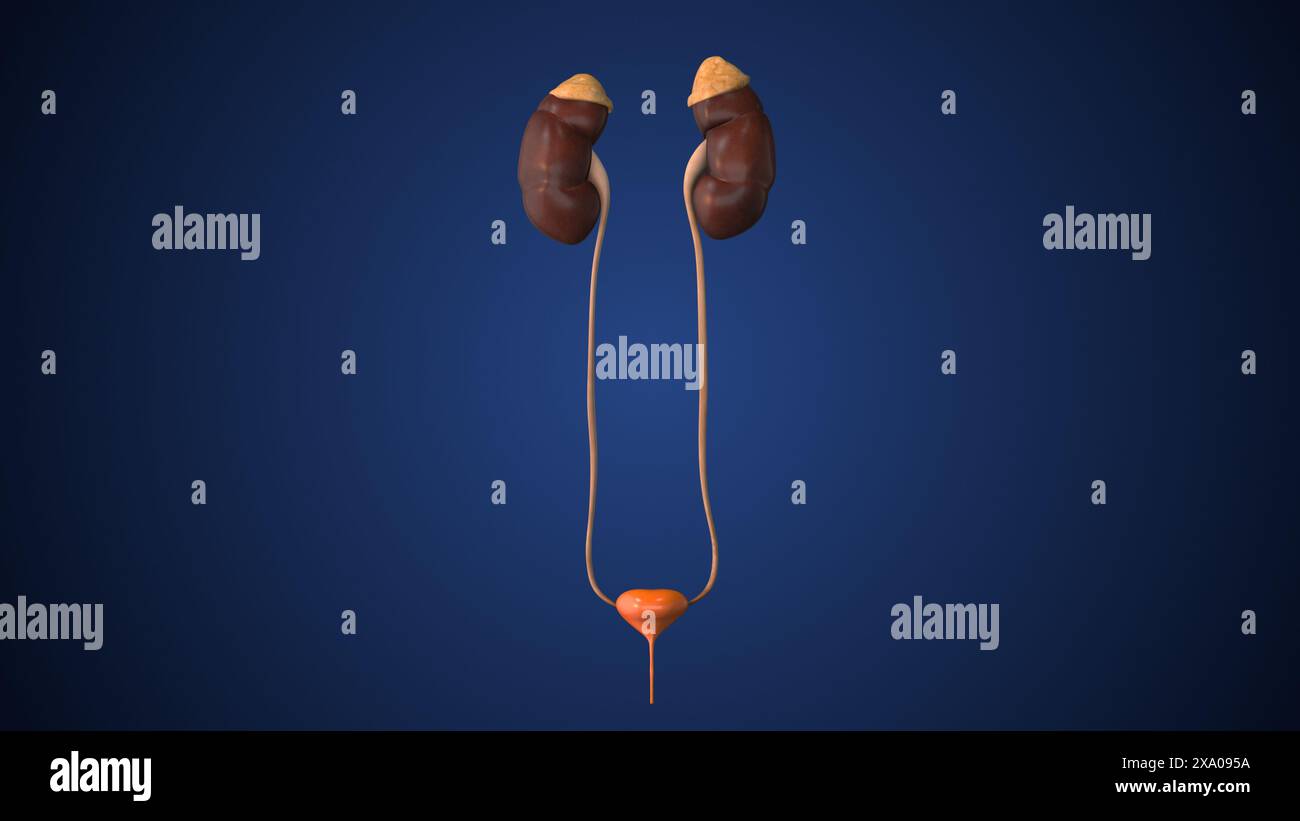 Female kidney and urinary tract medical animation Stock Photo - Alamy