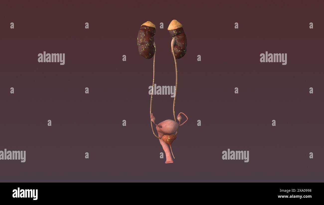 Health animation hi-res stock photography and images - Alamy