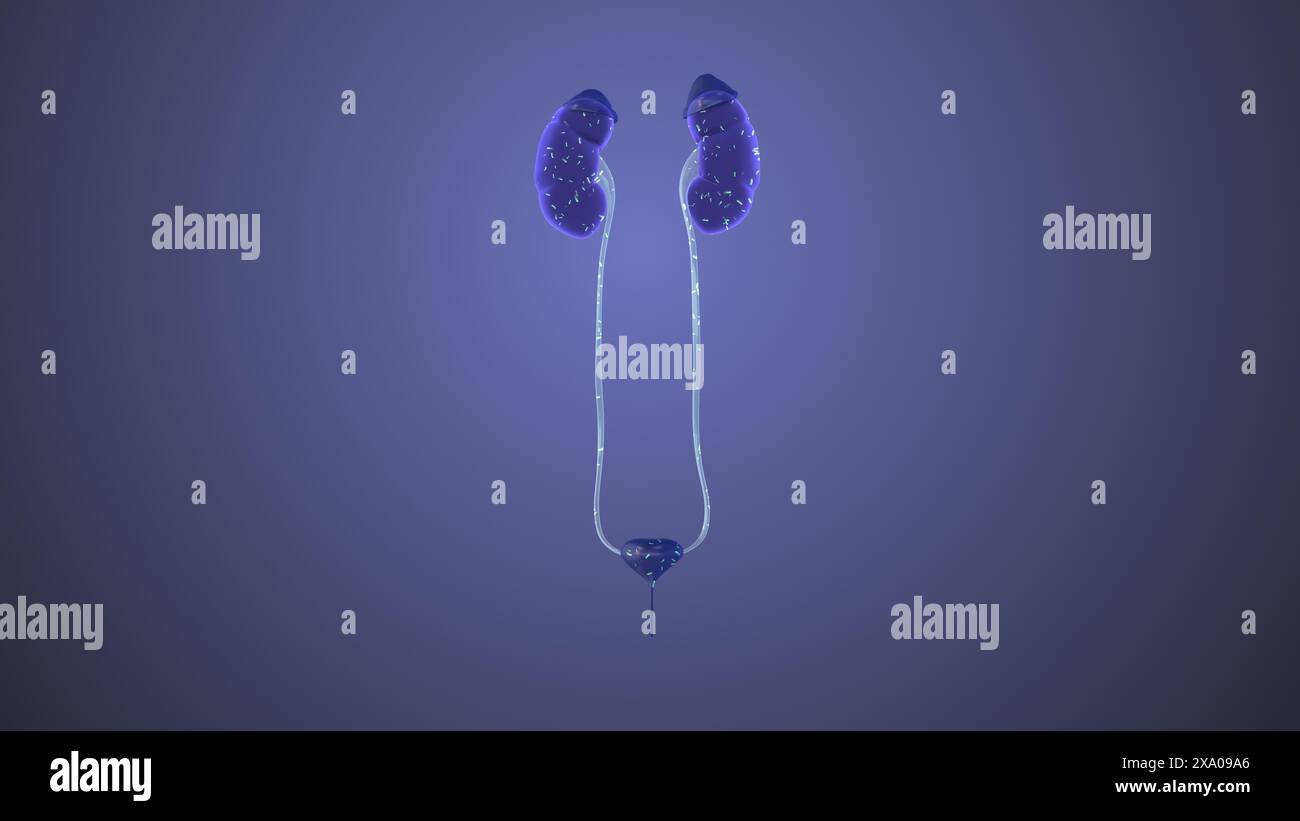 Female Urinary tract animation concept Stock Photo - Alamy
