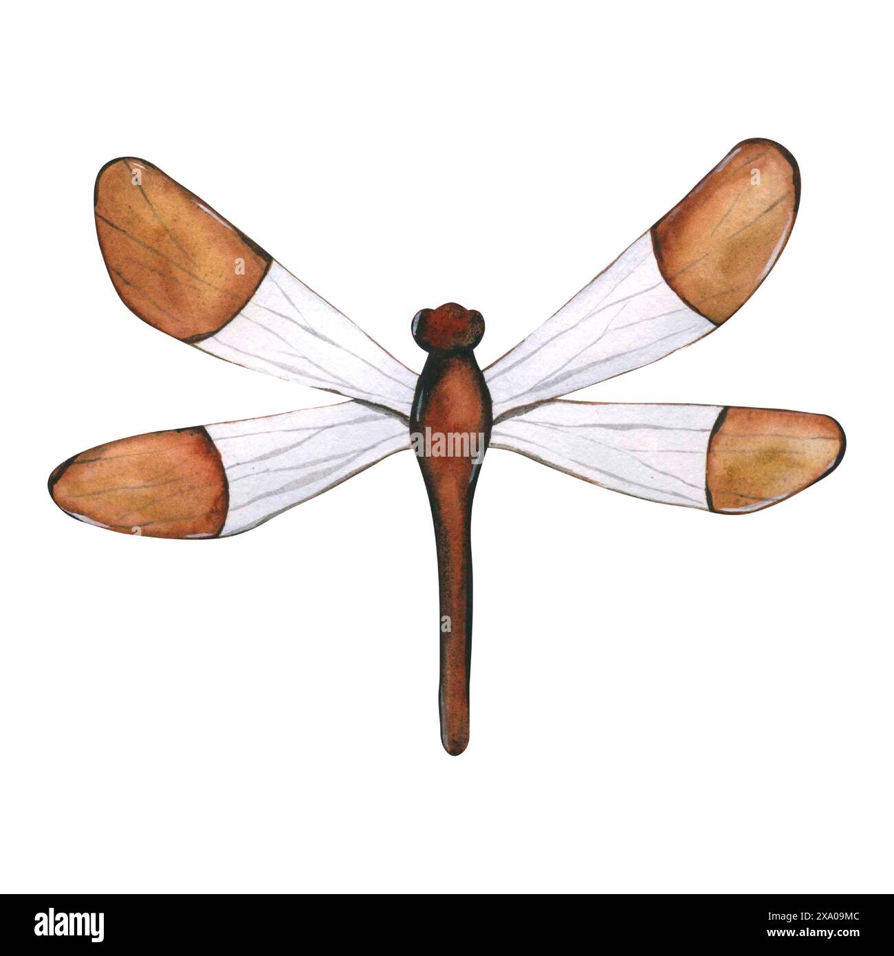 Dragonfly. Hand drawn flying insects. Watercolor illustrations in calm ...