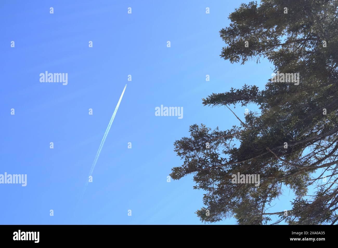 Tall nature hi-res stock photography and images - Alamy