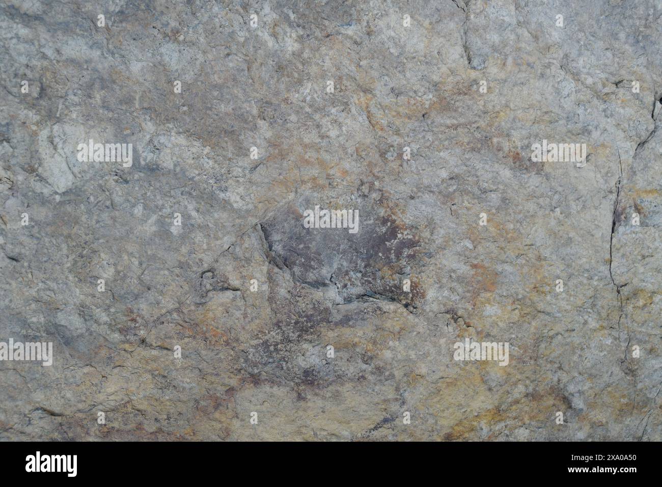 Dog paw print on stone wall next to concrete floor Stock Photo - Alamy