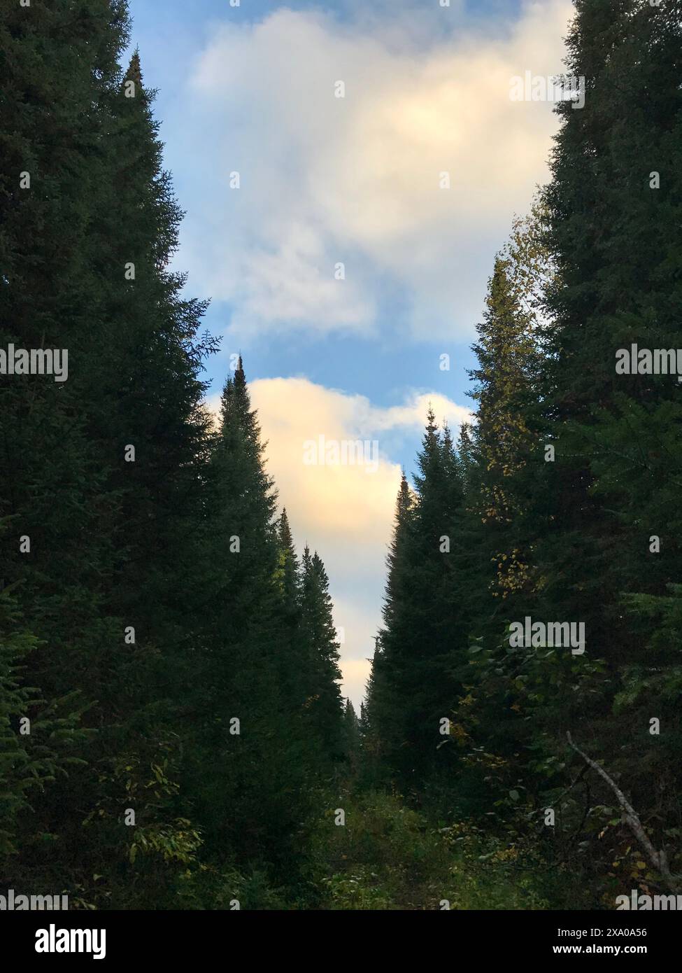 Trail leading into dense forest, trees beginning to blend together ...