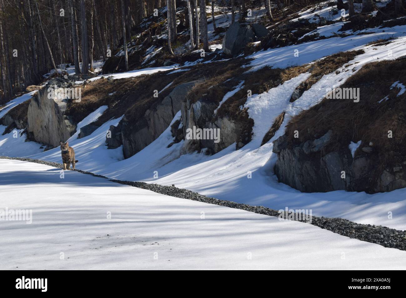 A dog in snow at dusk with mountains in background Stock Photo - Alamy