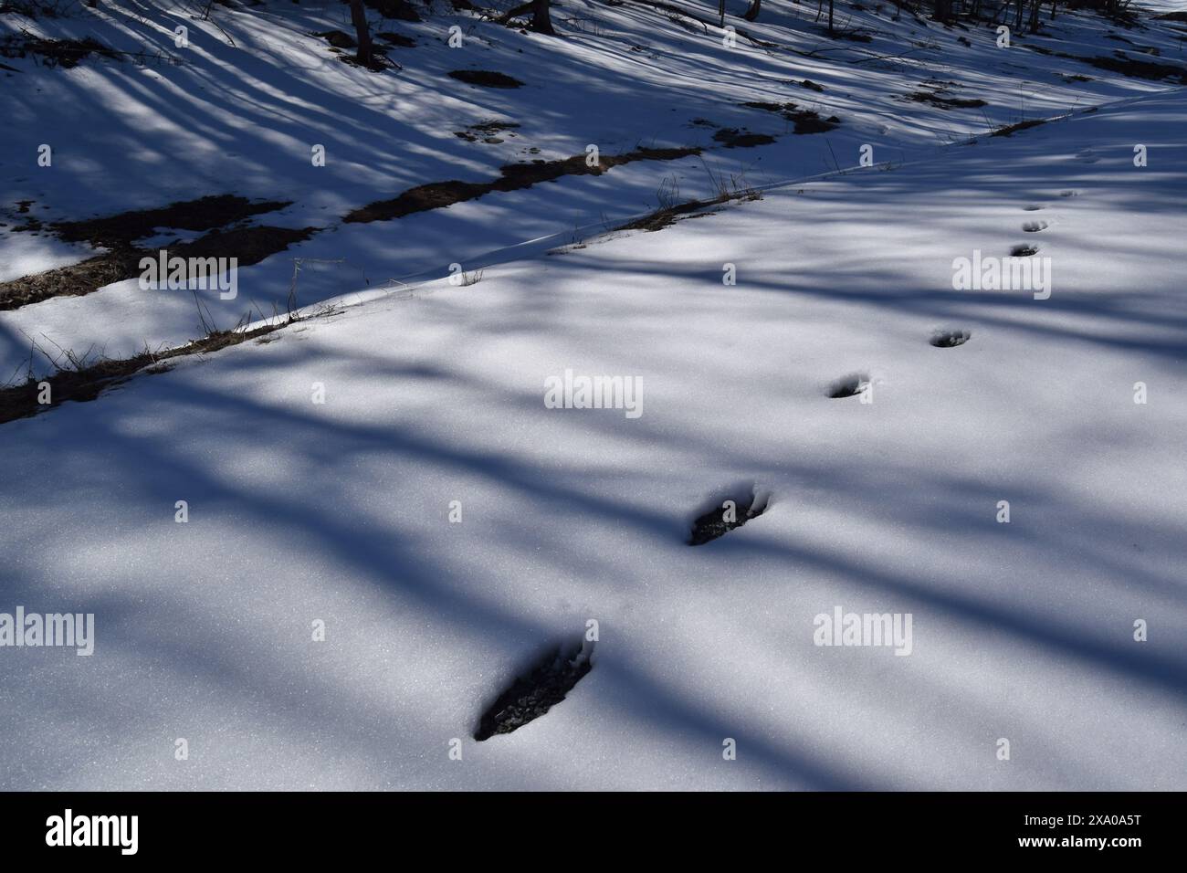 Multiple footprints in snow on trail leading to path Stock Photo - Alamy
