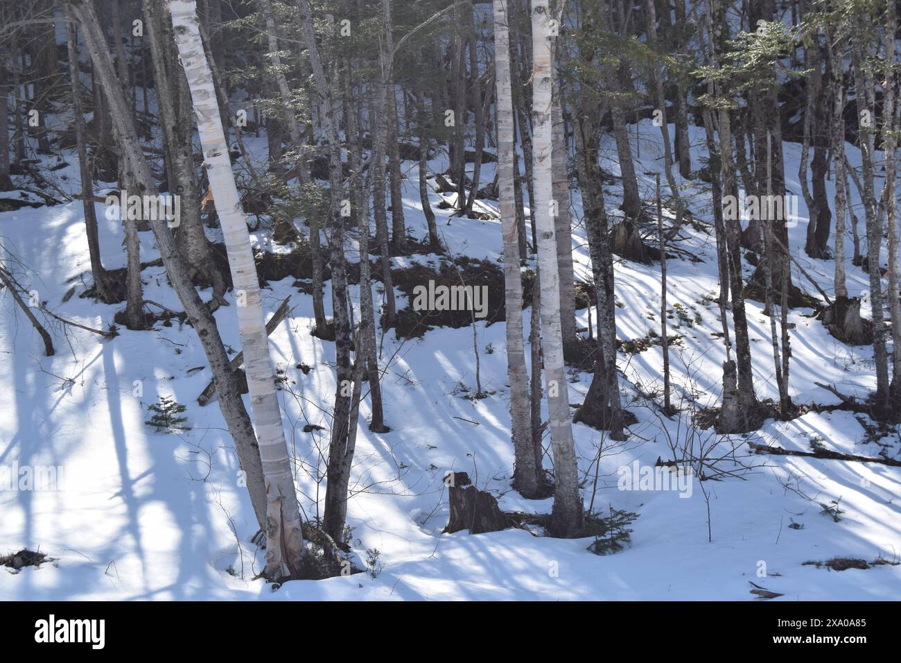 Aspen trees in a snowy forest landscape Stock Photo - Alamy