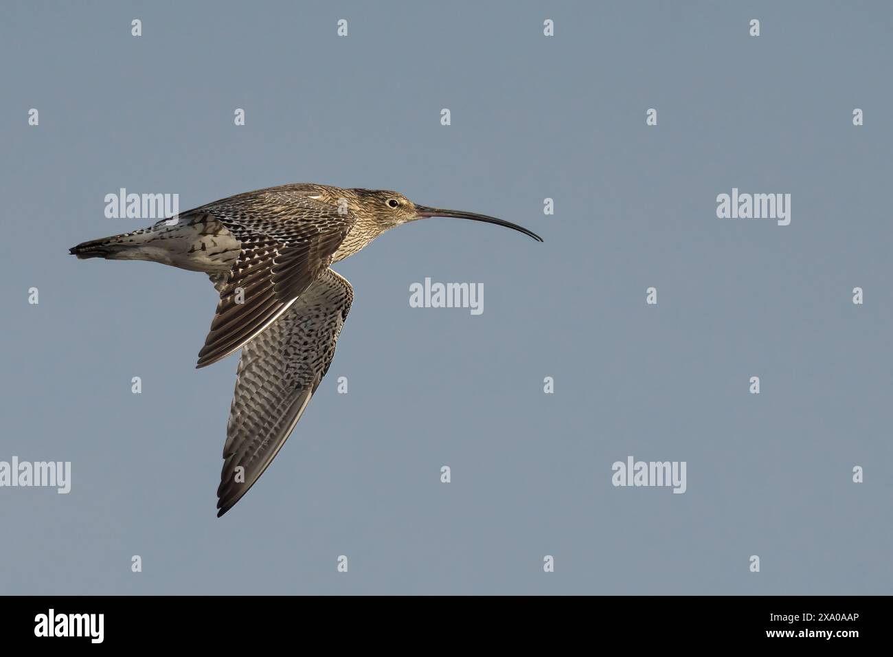 A Curlew with an elongated beak soaring through the sky Stock Photo - Alamy