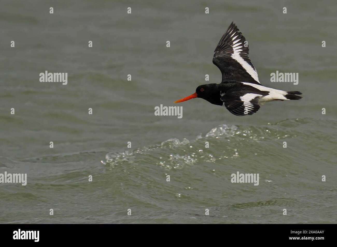 An Oystercatcher bird with an orange beak in flight over water Stock ...