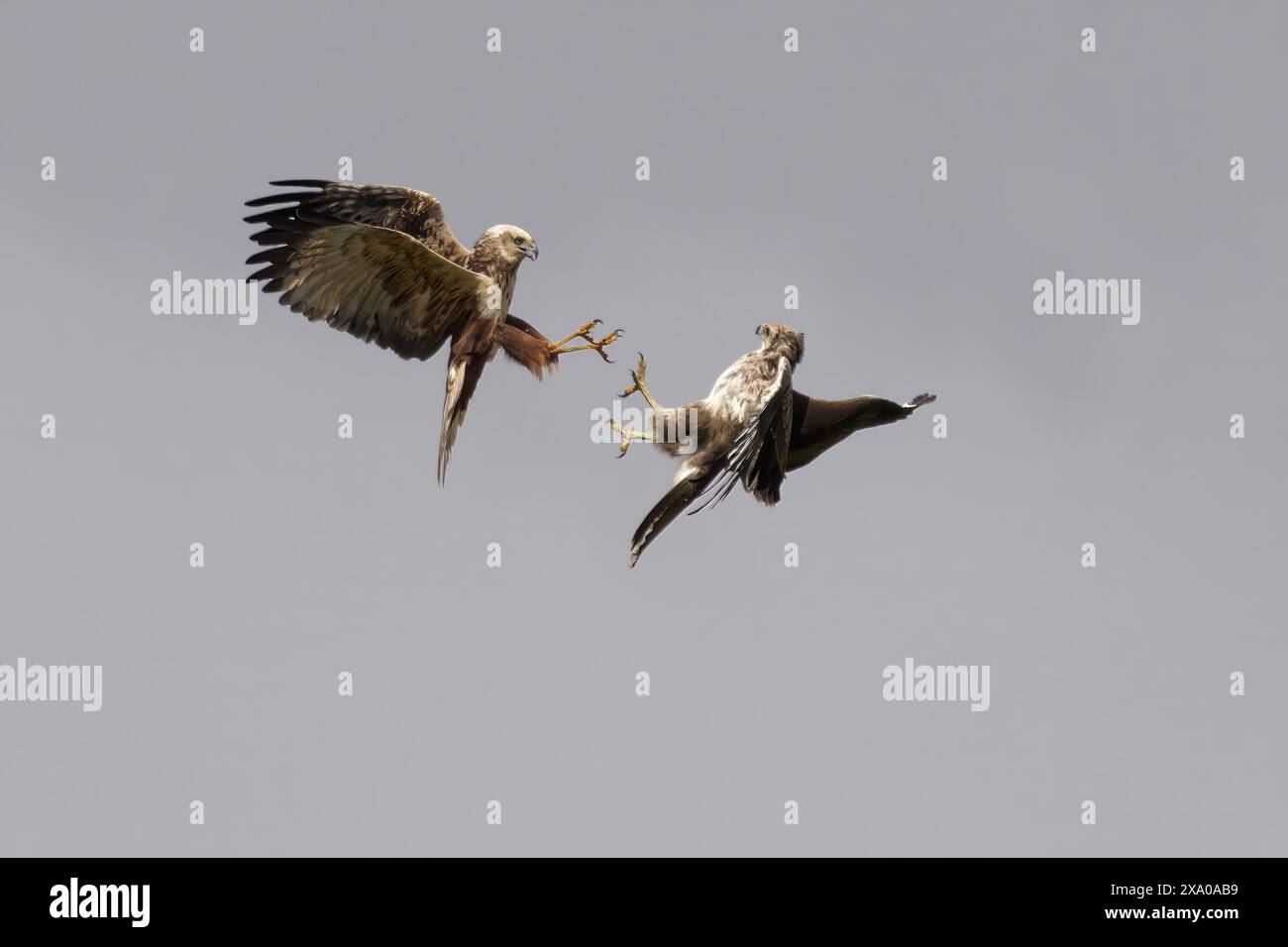 Two birds flying closely together in the sky Stock Photo - Alamy