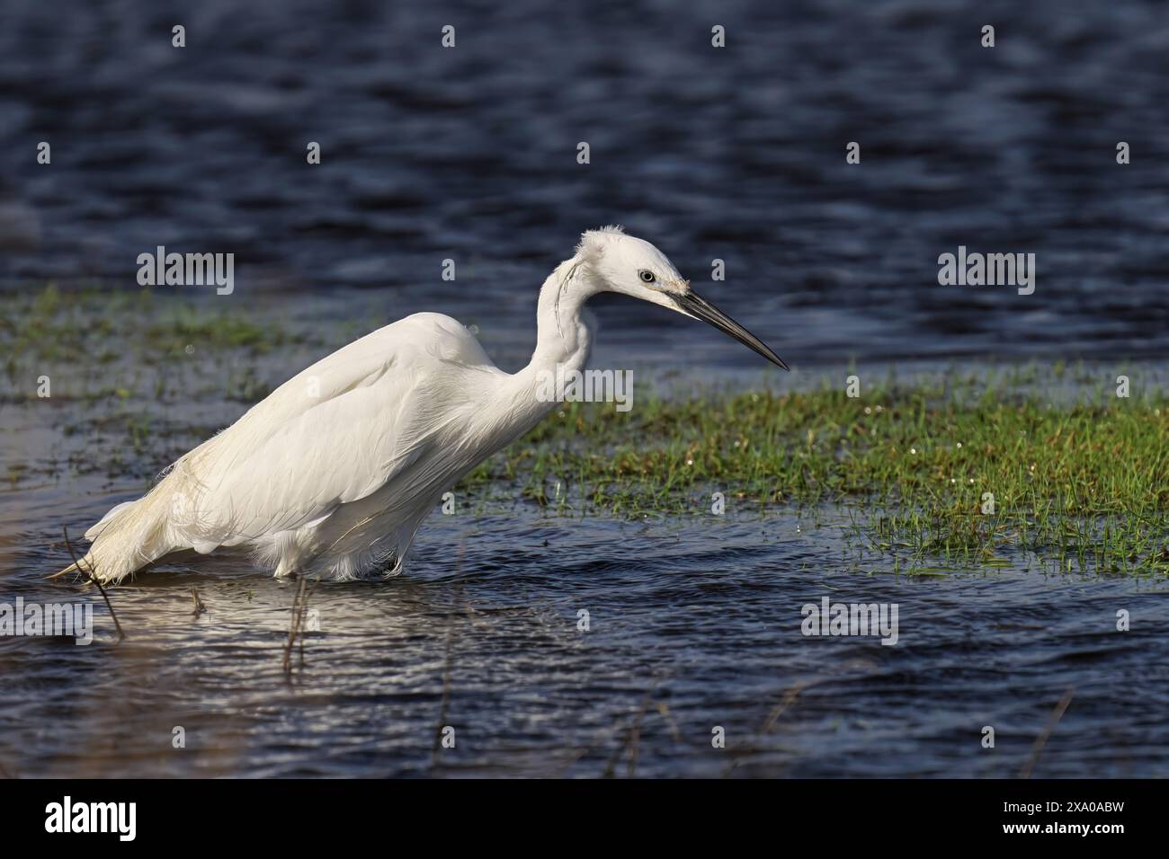 A Little Egret bird wading in marshy water Stock Photo - Alamy