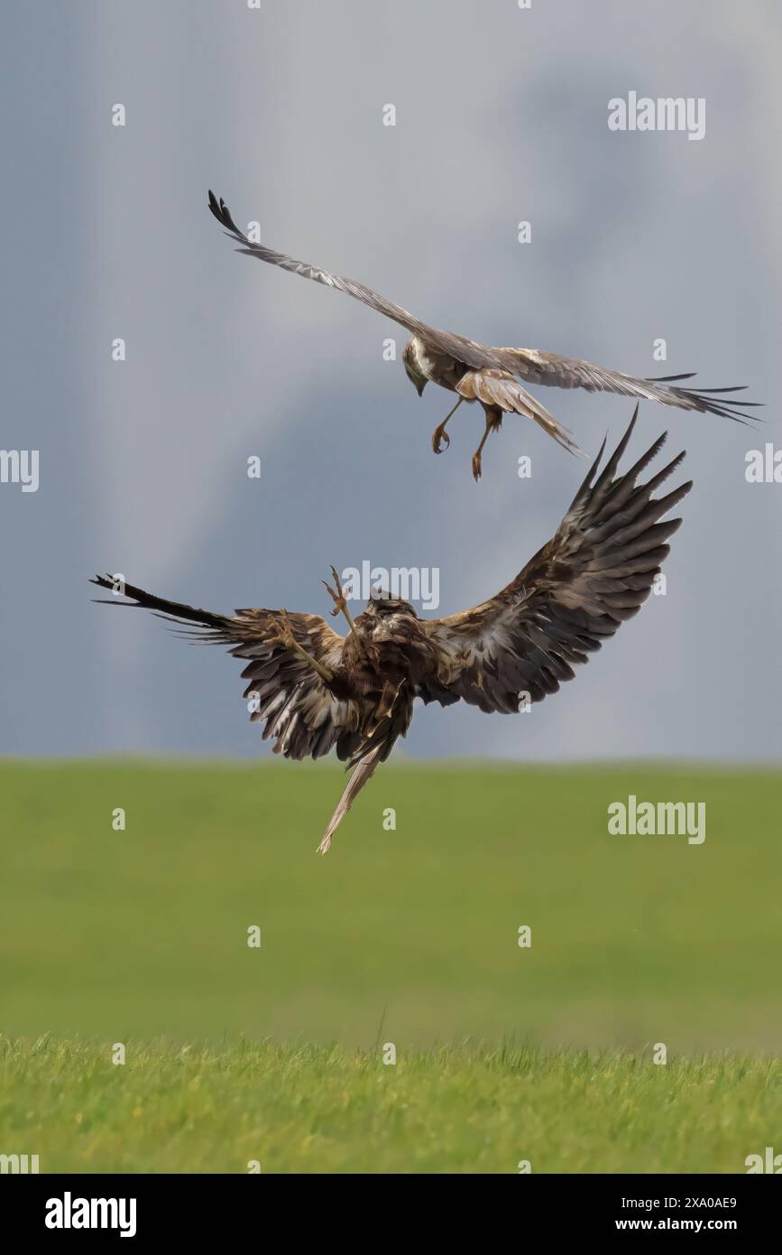 Flying birds grass field hi-res stock photography and images - Alamy