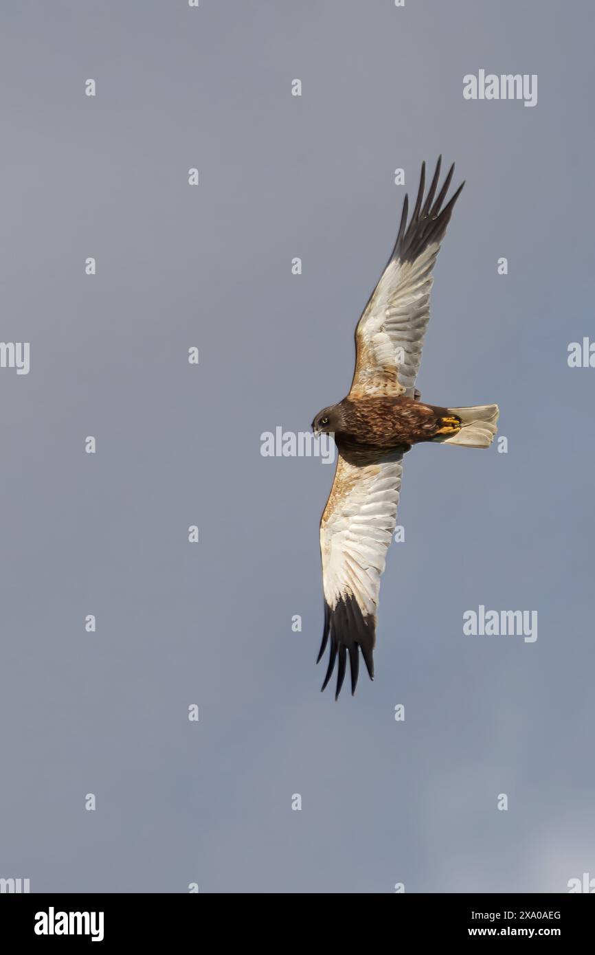 Extended wings fully spread hi-res stock photography and images - Alamy