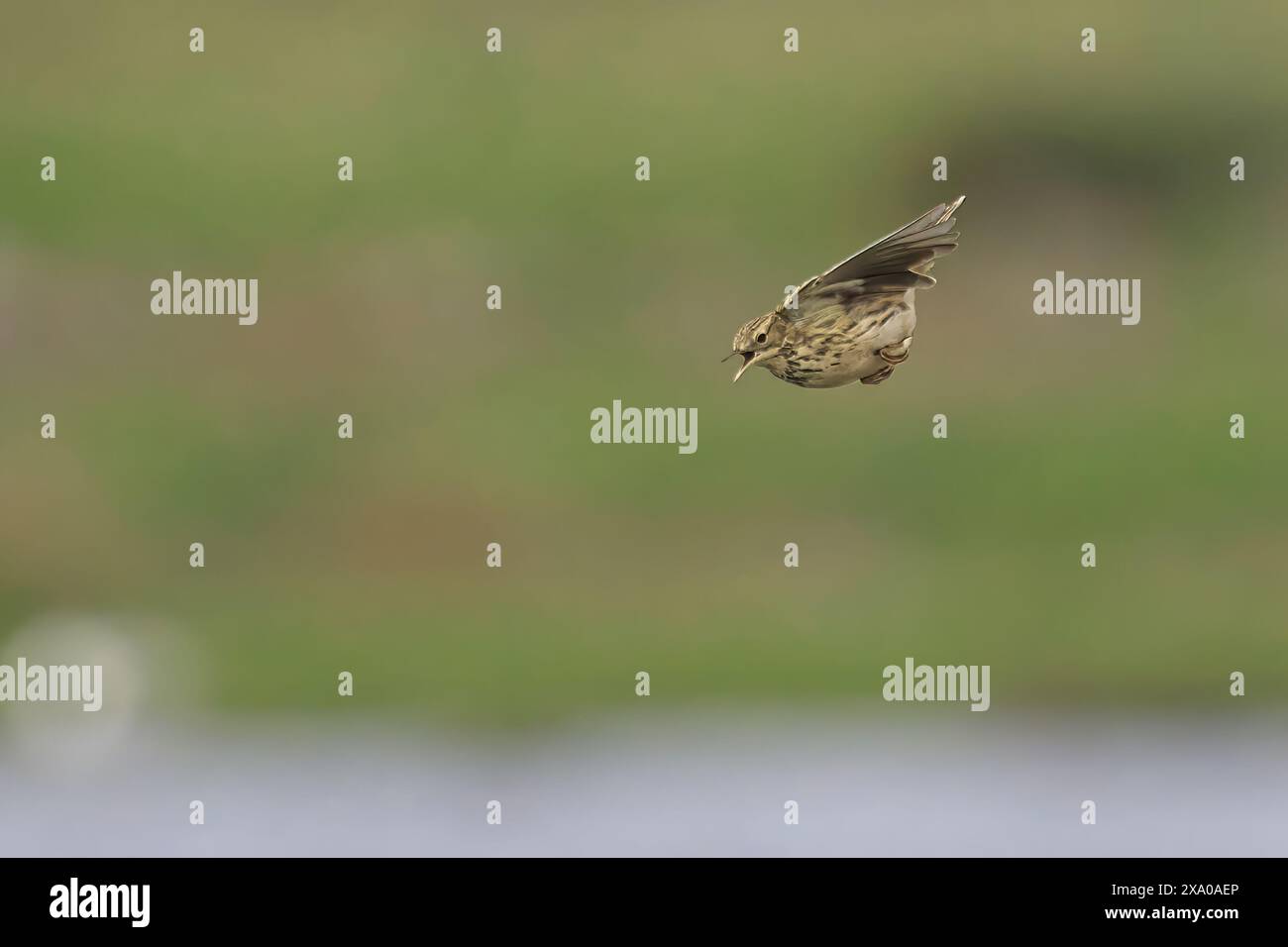 Meadow pipit over water hi-res stock photography and images - Alamy