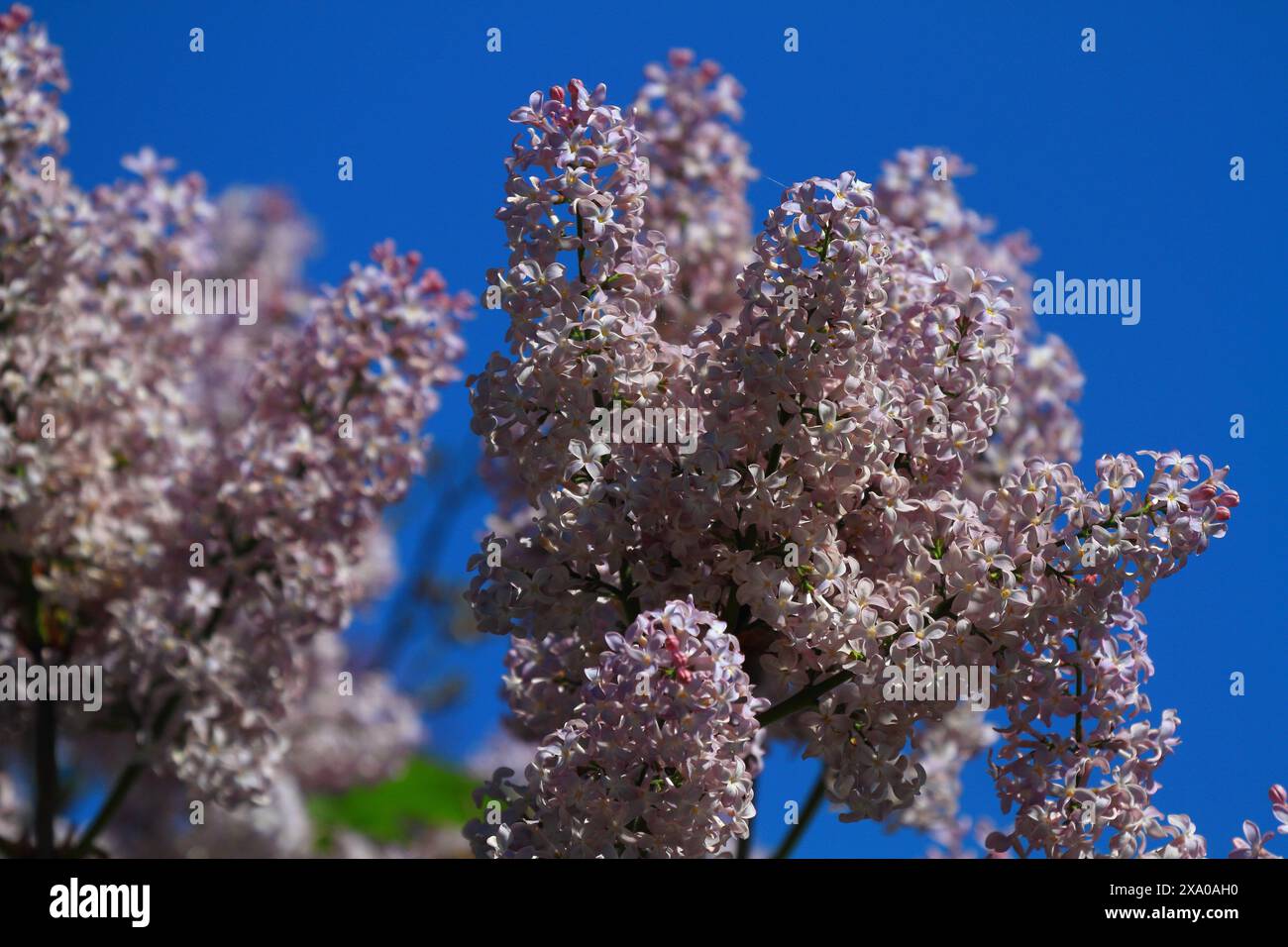Beautiful purple blossoms on branches hi-res stock photography and ...