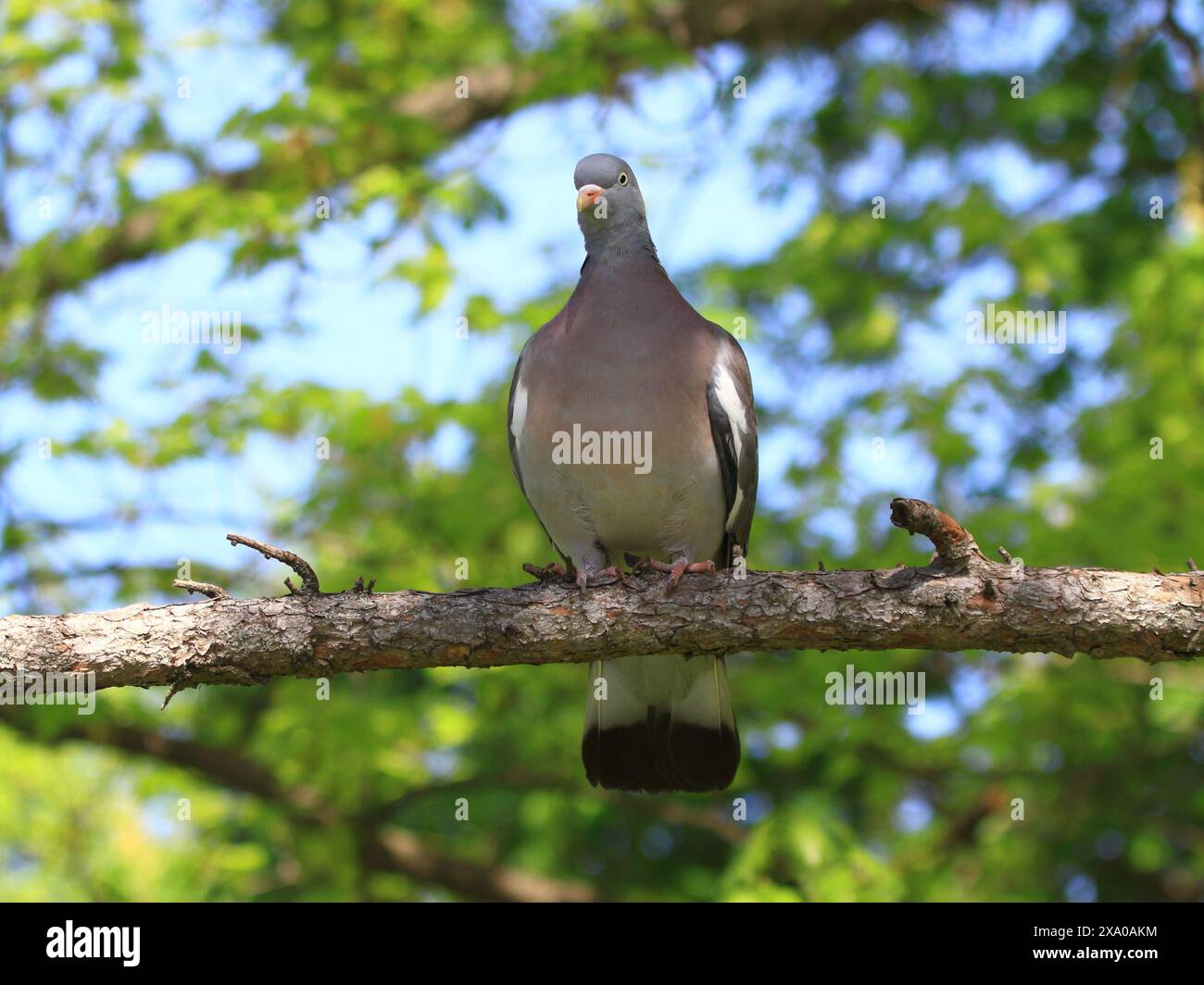A dove perches on a sunlit branch near trees, Prague Stock Photo - Alamy