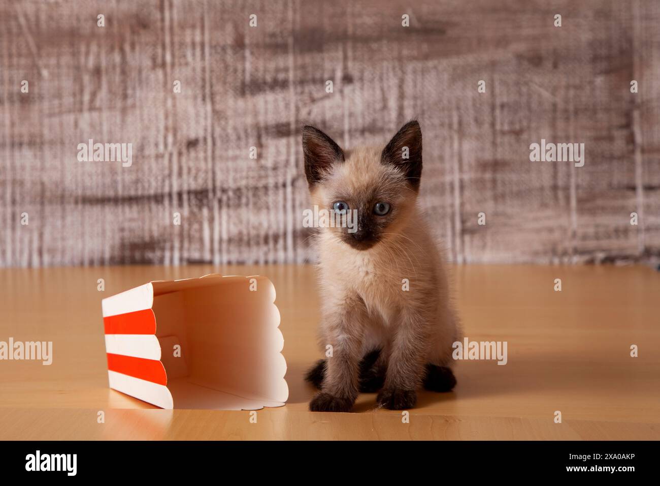 Adorable kitten sitting on floor, intrigued by a cut object Stock Photo ...