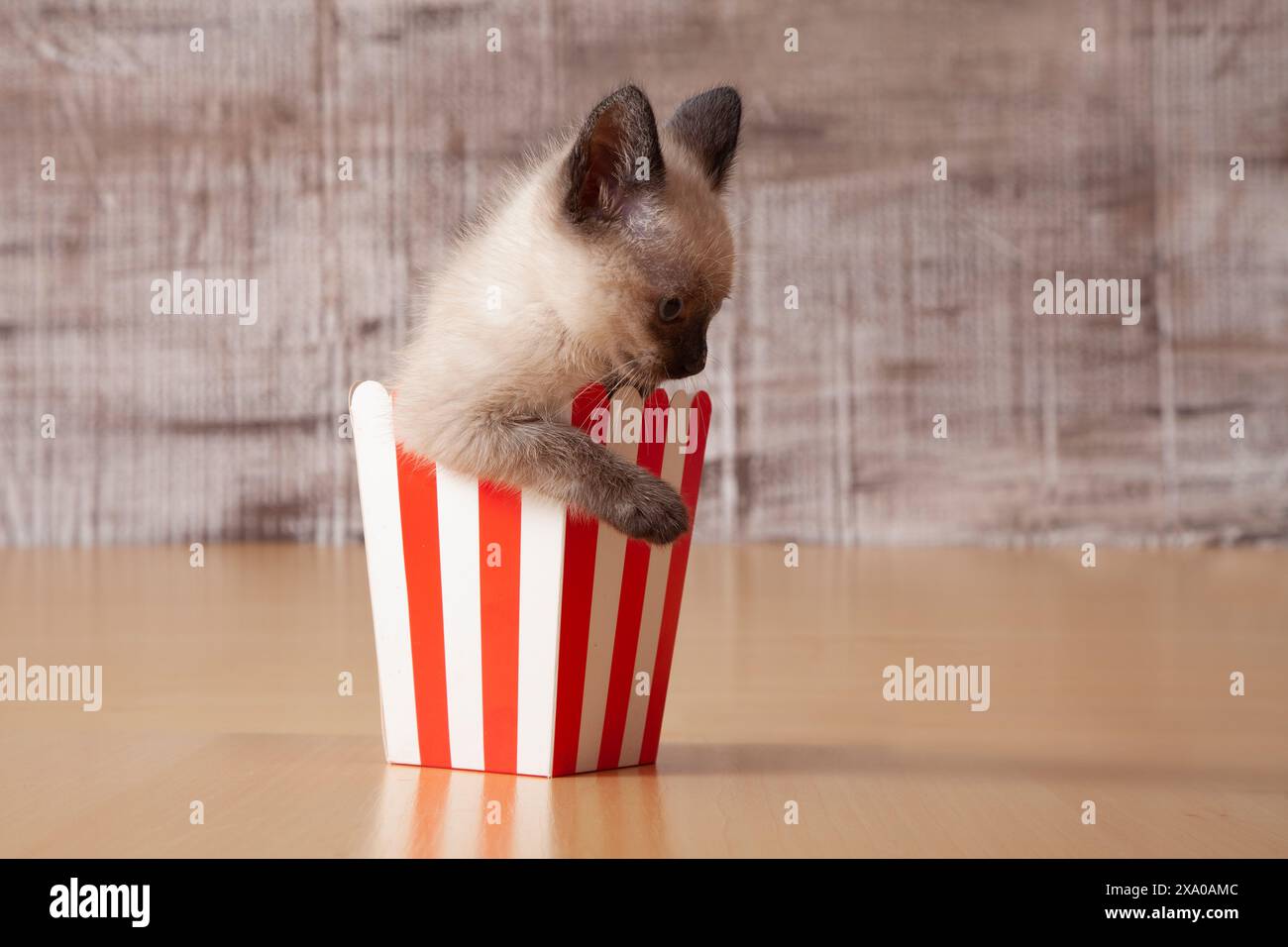 A cute kitten sitting in a cup on the floor, gazing curiously Stock ...