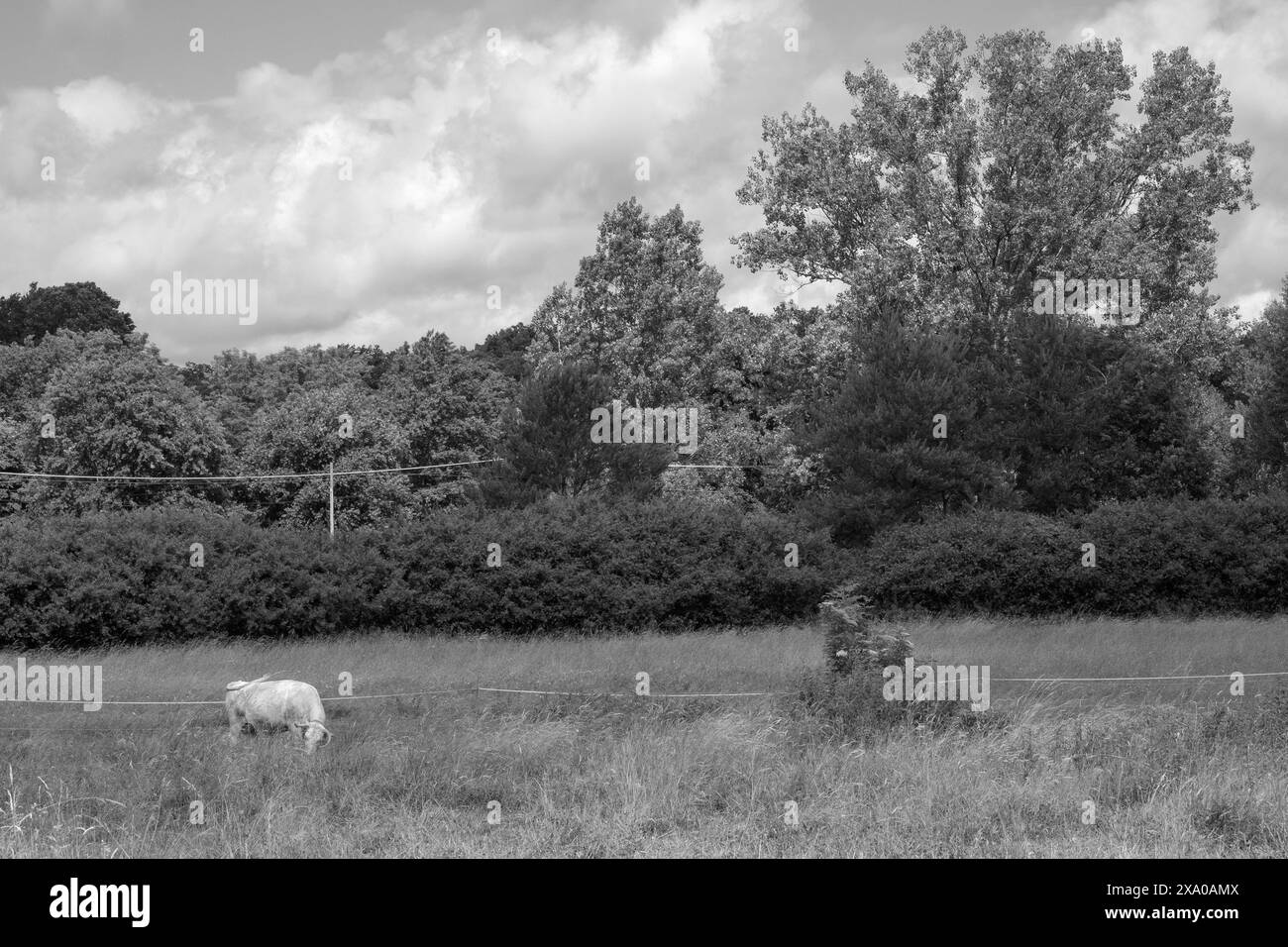 Dairy cow farm field Black and White Stock Photos & Images - Alamy