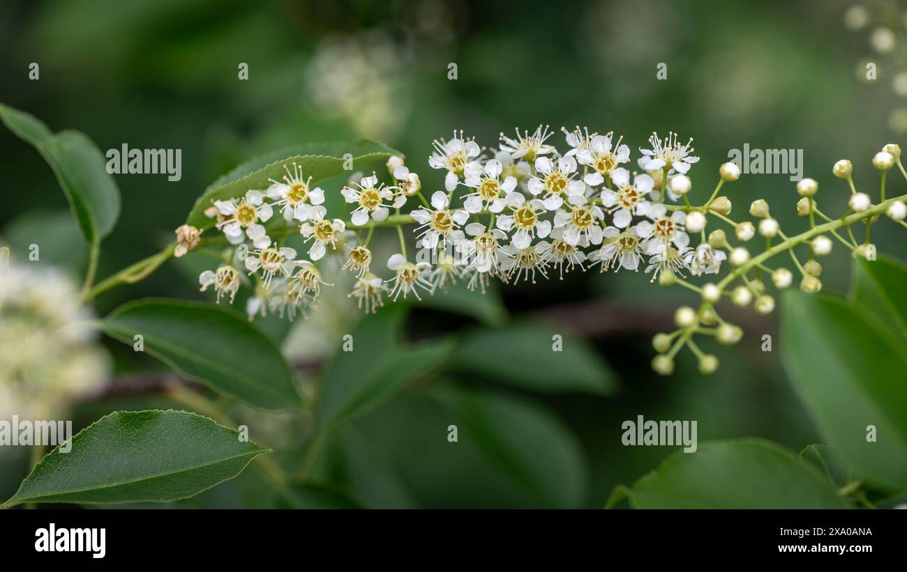 The flowers of the prunus serotina, a wild shrub that multiplies ...