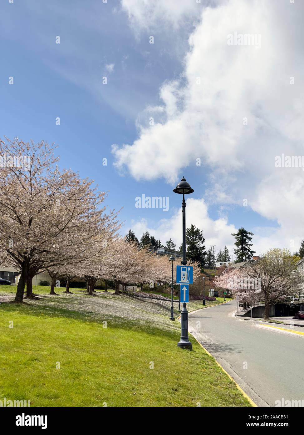 Beautiful blossoming cherry trees along a city street with a sign point ...