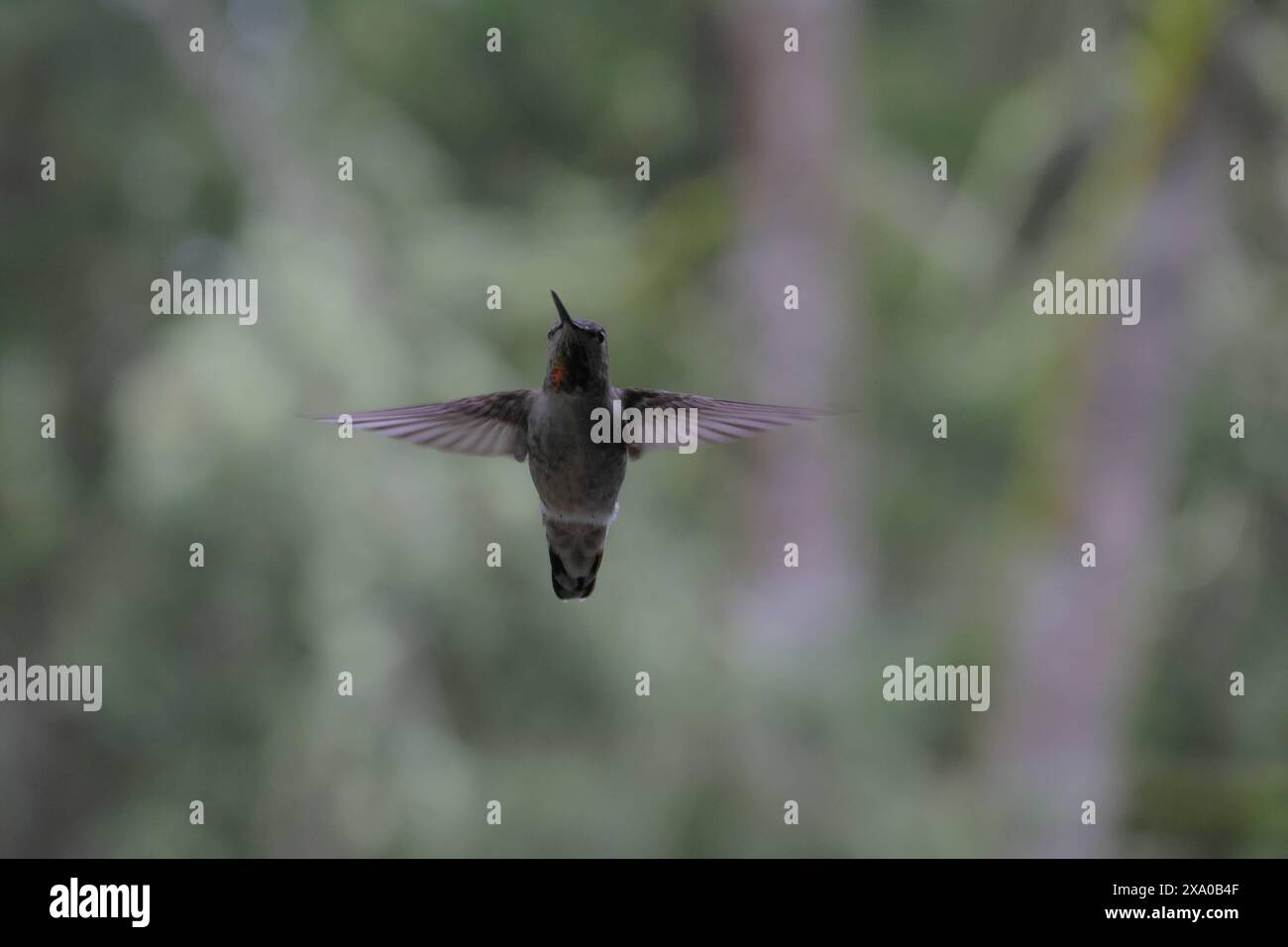 A small bird in flight with wings spread wide Stock Photo - Alamy