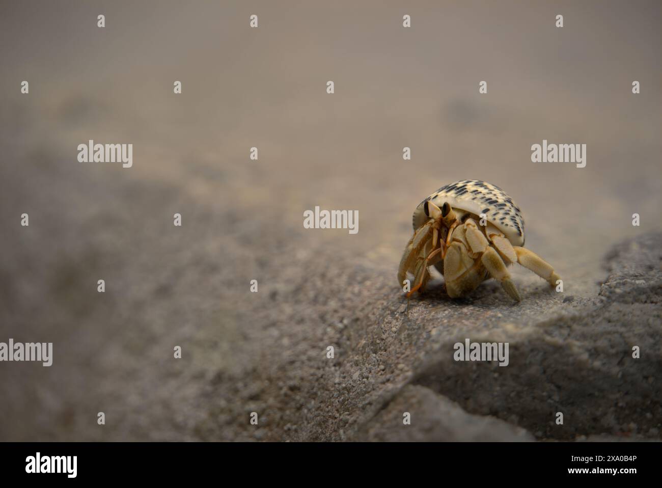 A Land Hermit Crab with a speckled shell on a concrete wall Stock Photo ...