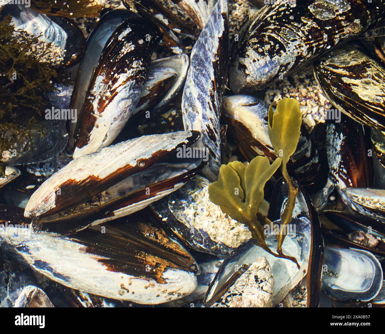 An underwater tidal pool filled with colorful mussels and a small ...