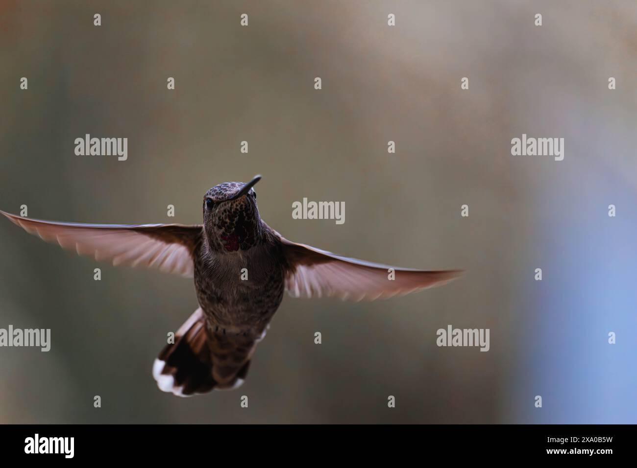 Hummingbird flapping wings hi-res stock photography and images - Alamy