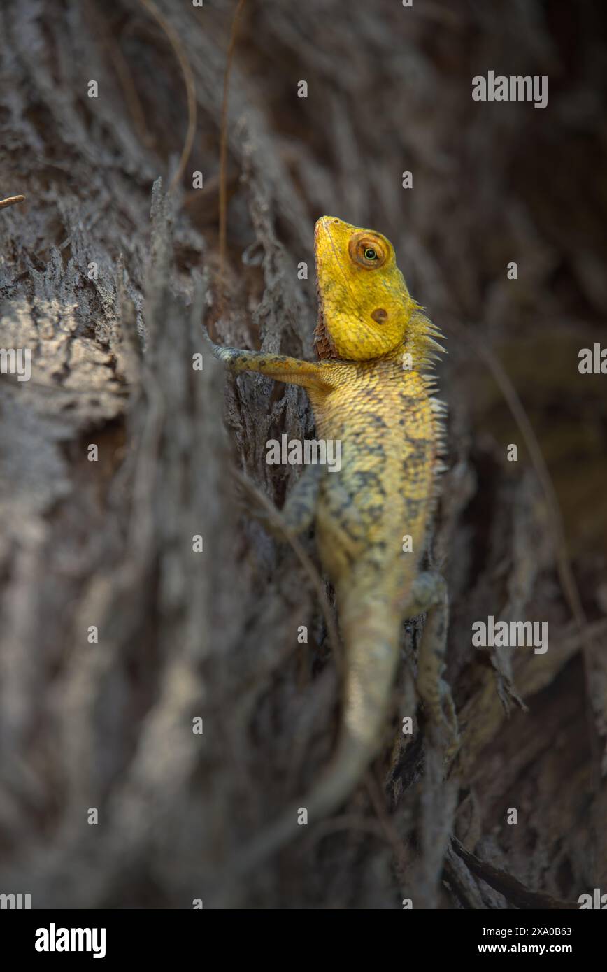 A Yellow Oriental Garden Lizard sitting on rugged bark Stock Photo - Alamy