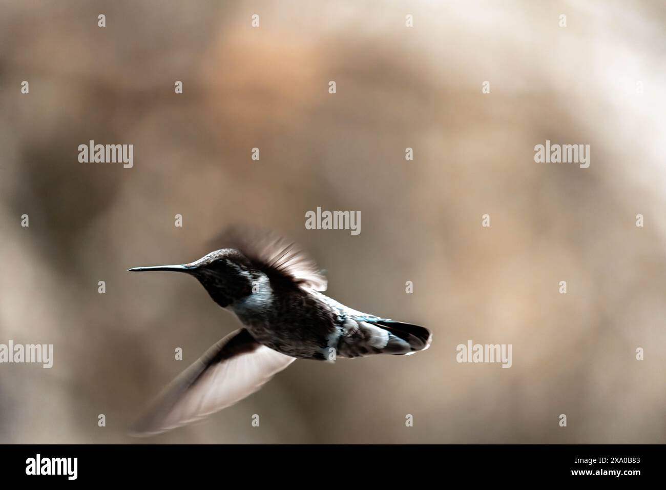 Spread wings facing hi-res stock photography and images - Alamy