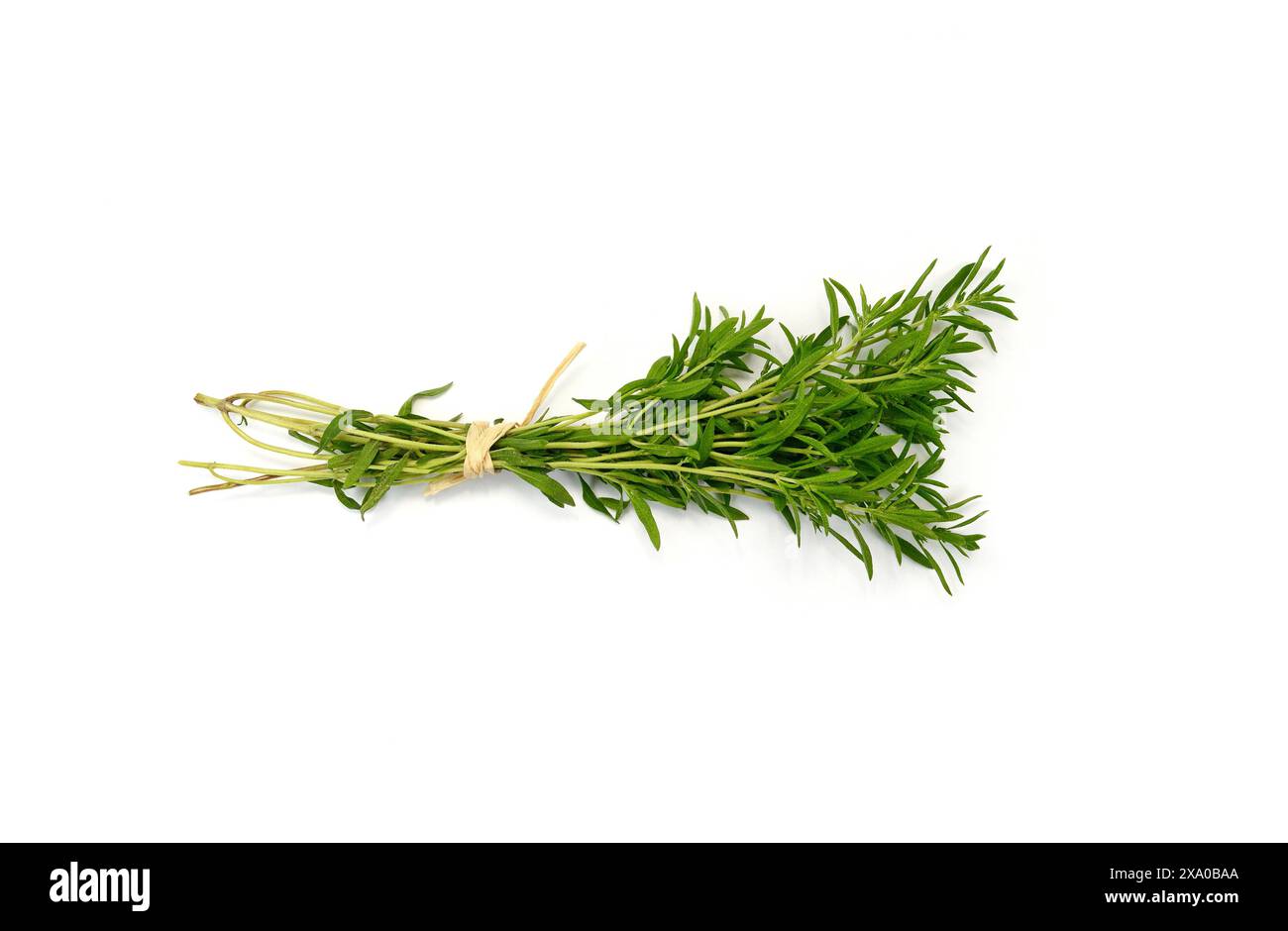 Summer savory white background hi-res stock photography and images - Alamy