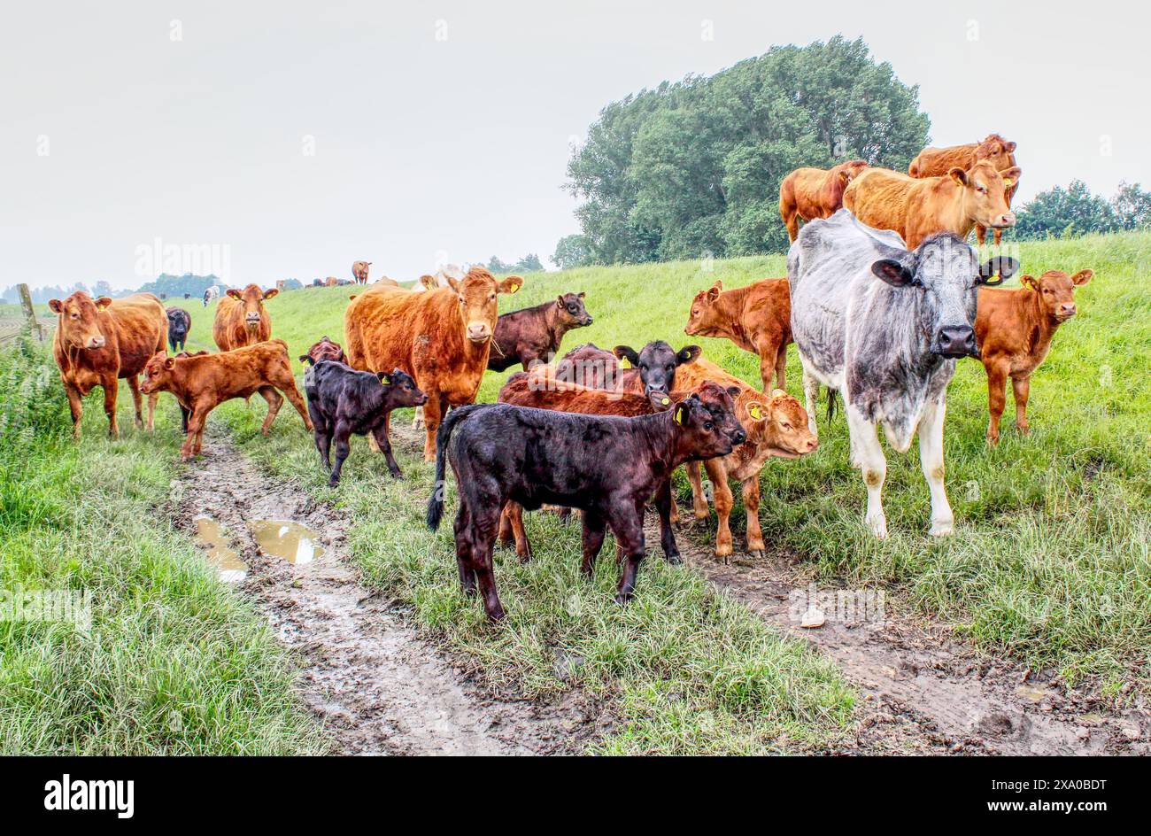 Cows and a bull in a field in Beal North Yorkshire UK on a summers day ...