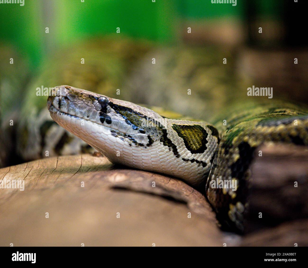 Snake on a log hi-res stock photography and images - Alamy