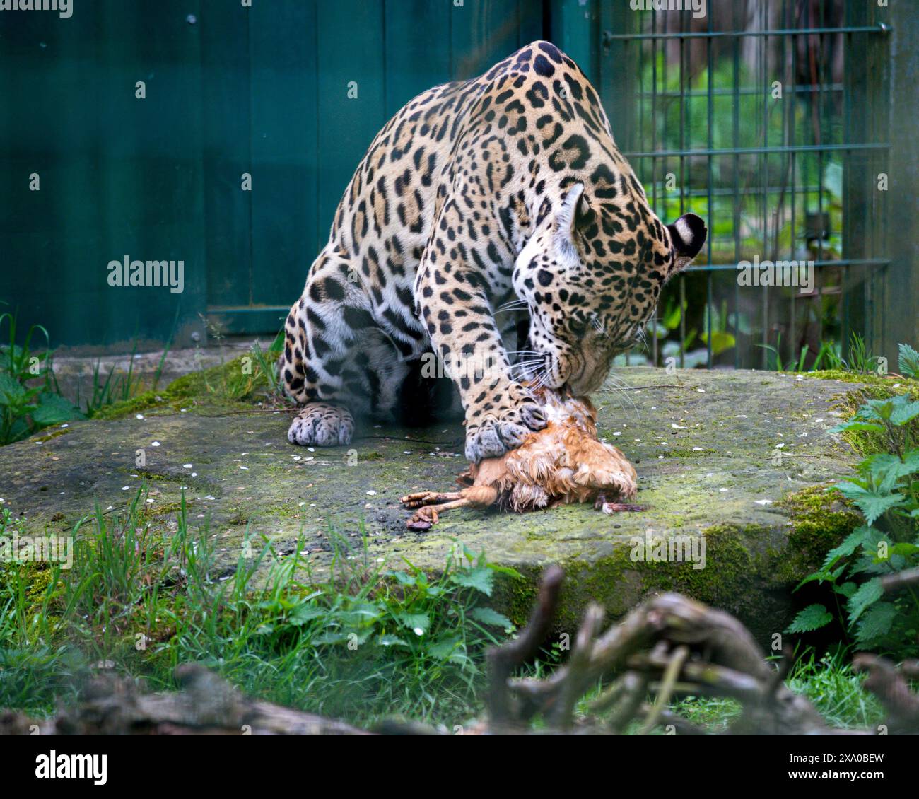 A jaguar feasting on prey in a cage at a zoo Stock Photo - Alamy