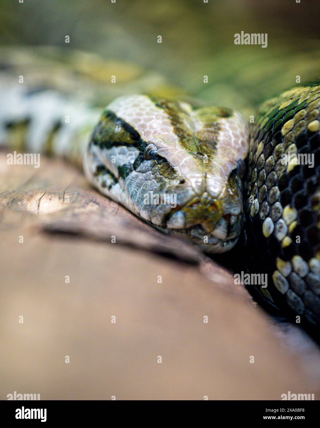 Curled snake hi-res stock photography and images - Alamy