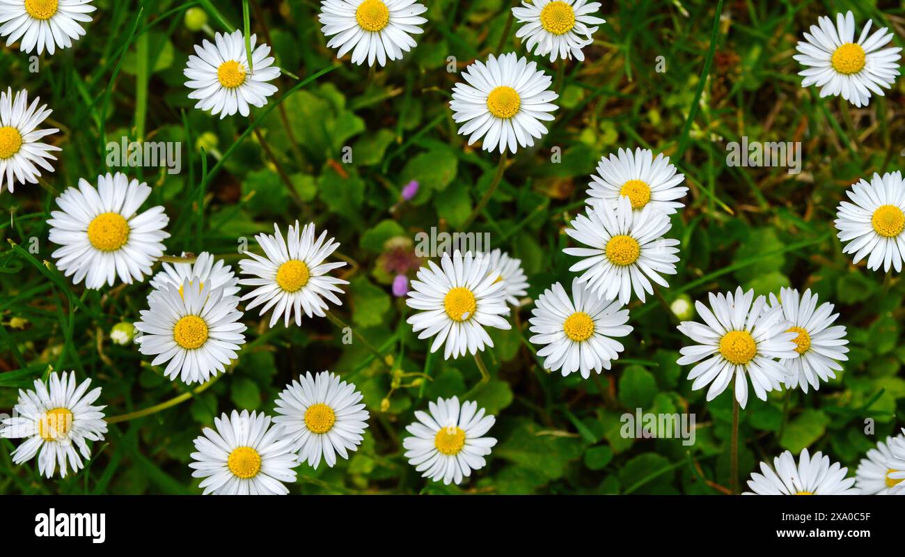 Flowering of daisies. Oxeye daisy, Leucanthemum vulgare, Daisies, Dox ...