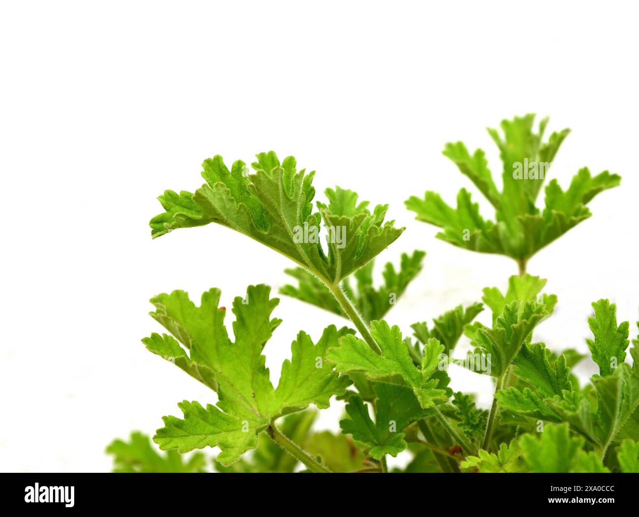 Pelargonium graveolens is an uncommon Pelargonium species. Close up of ...