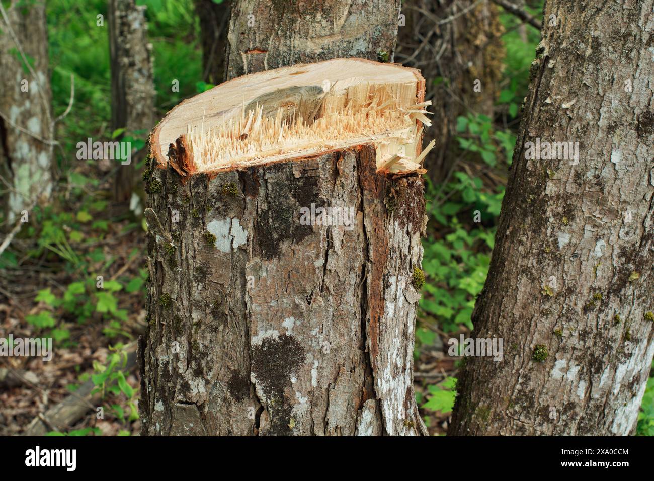 Stump in forest from a newly cut or felled tree Stock Photo - Alamy