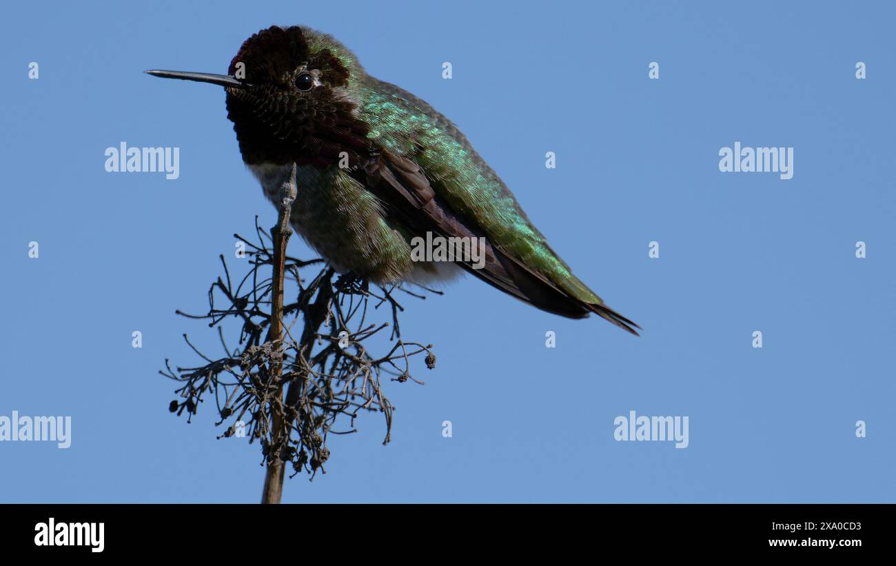 Hummingbird at tree hi-res stock photography and images - Alamy