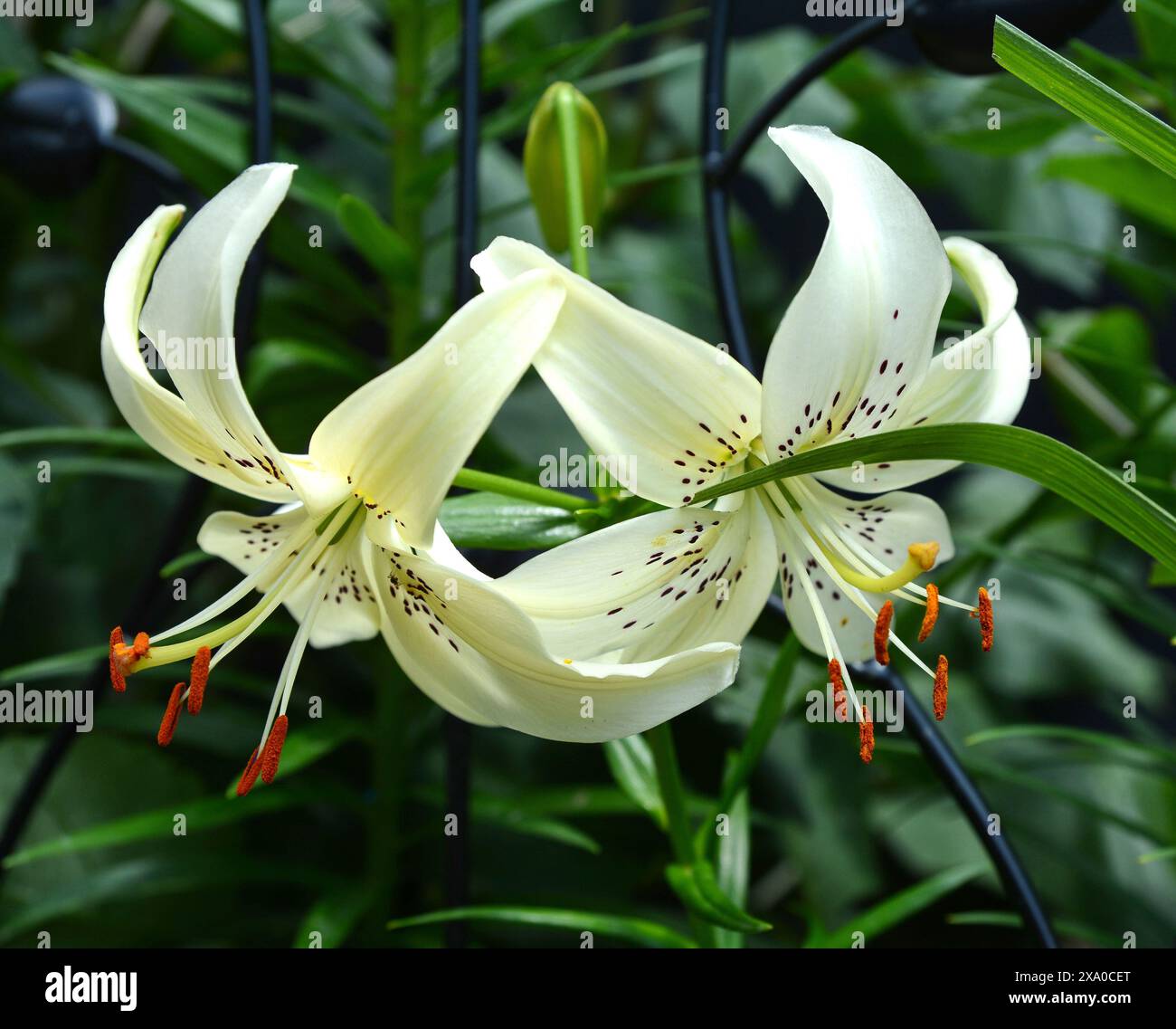 Two white lilies macro photography in summer day. Beauty garden lily ...