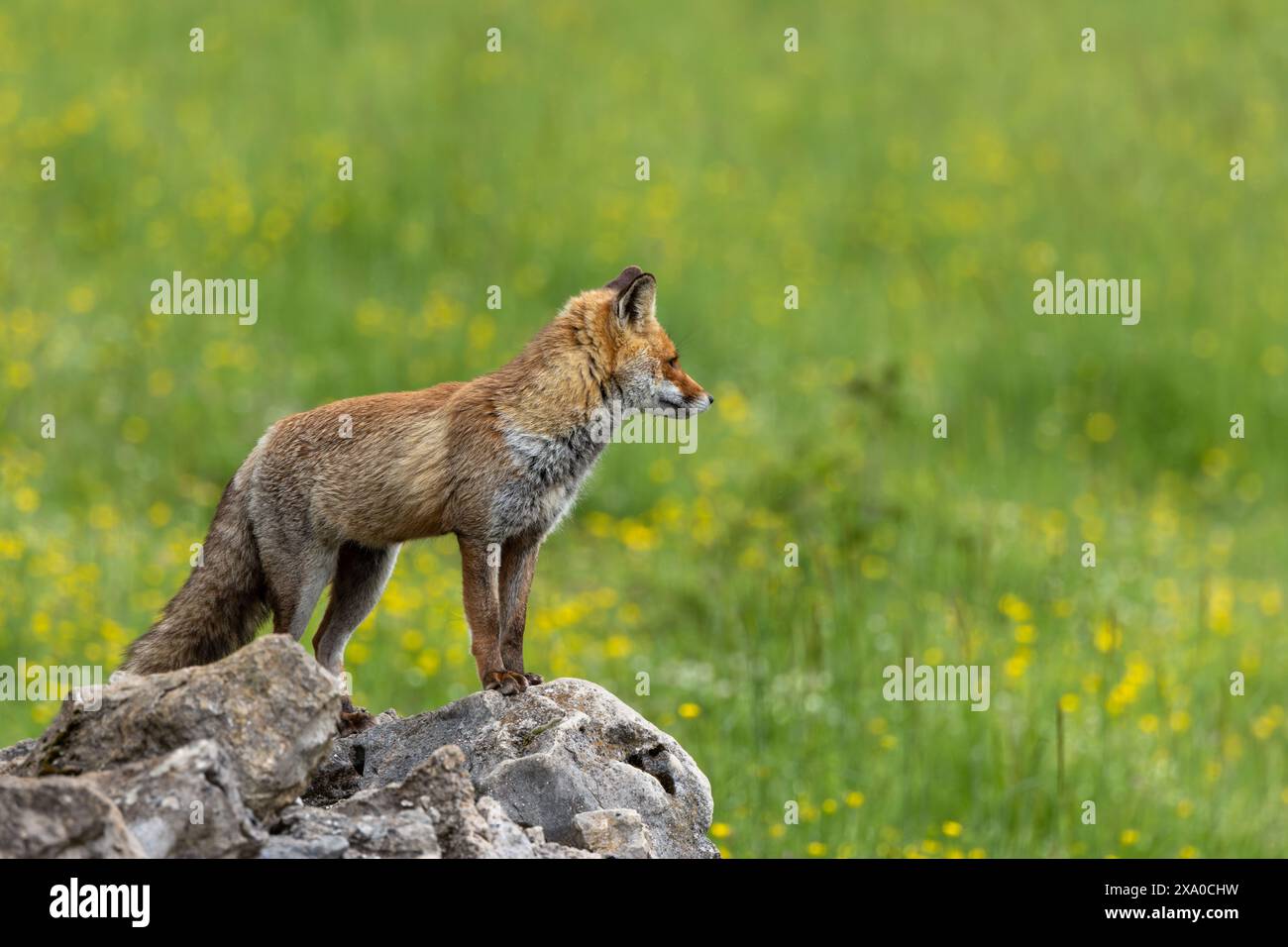 Red fox in spring Stock Photo - Alamy