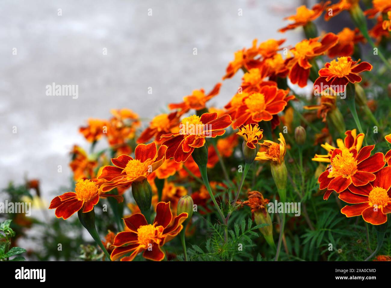 Bright orange marigold flowers with green leaves growing on thin stems ...