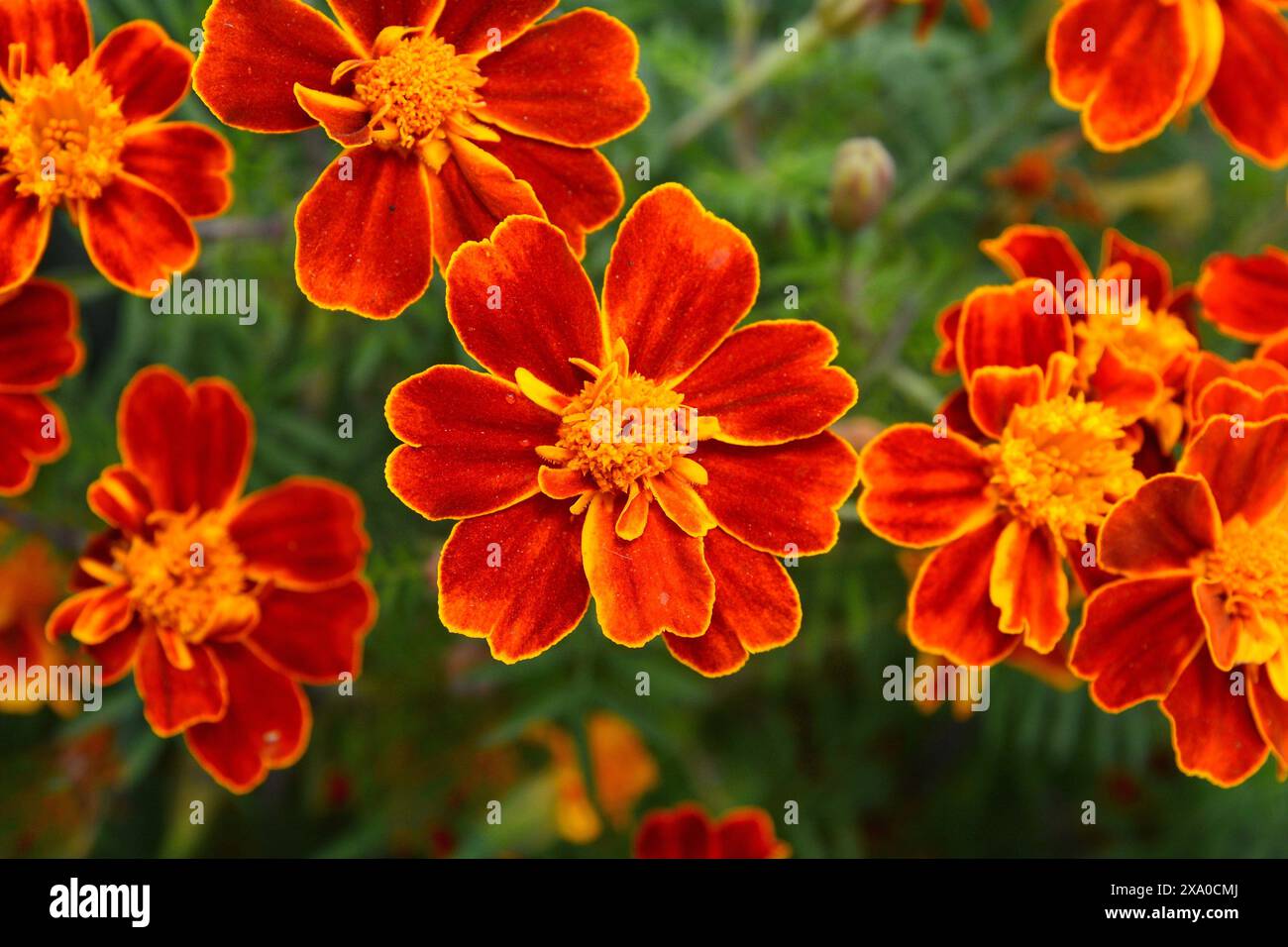 Bright orange marigold flowers with green leaves growing on thin stems ...