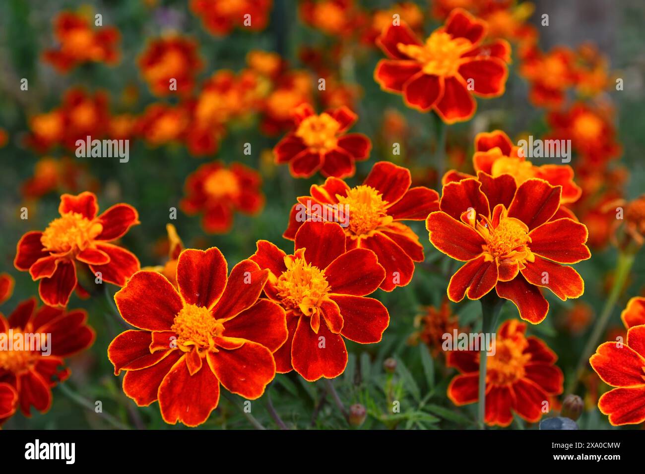 Bright orange marigold flowers with green leaves growing on thin stems ...
