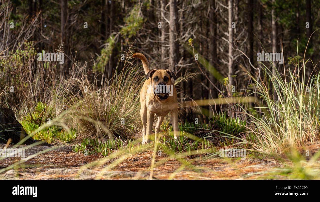 Dog facing camera in field with tall grass and bushes Stock Photo - Alamy