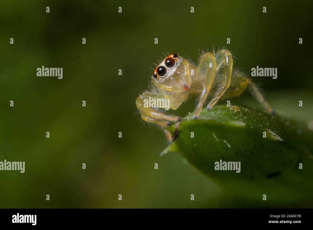 A jumping spider, Telamonia dimidiata, spotted in Asian rainforests ...