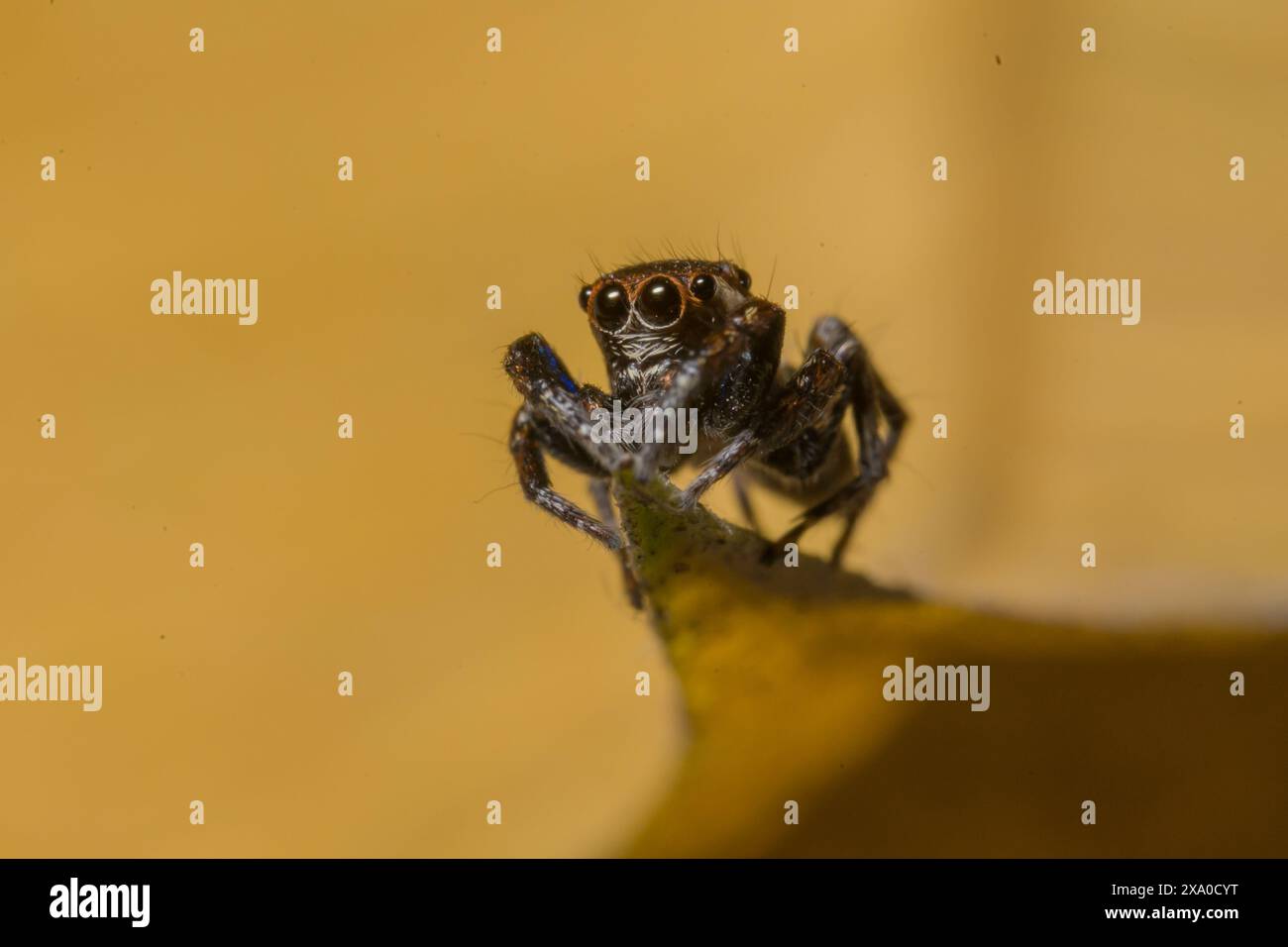 A close-up of Evarcha spider, a genus of spiders in the family ...